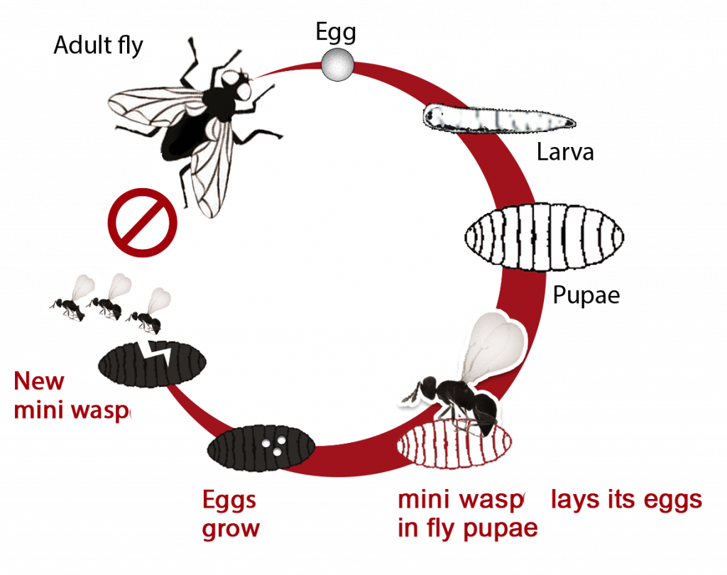 Wasp Life Cycle Uk Whacking Blook Pictures