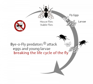 Egg Control – Bye-o-Fly E | Bestico UK Ltd